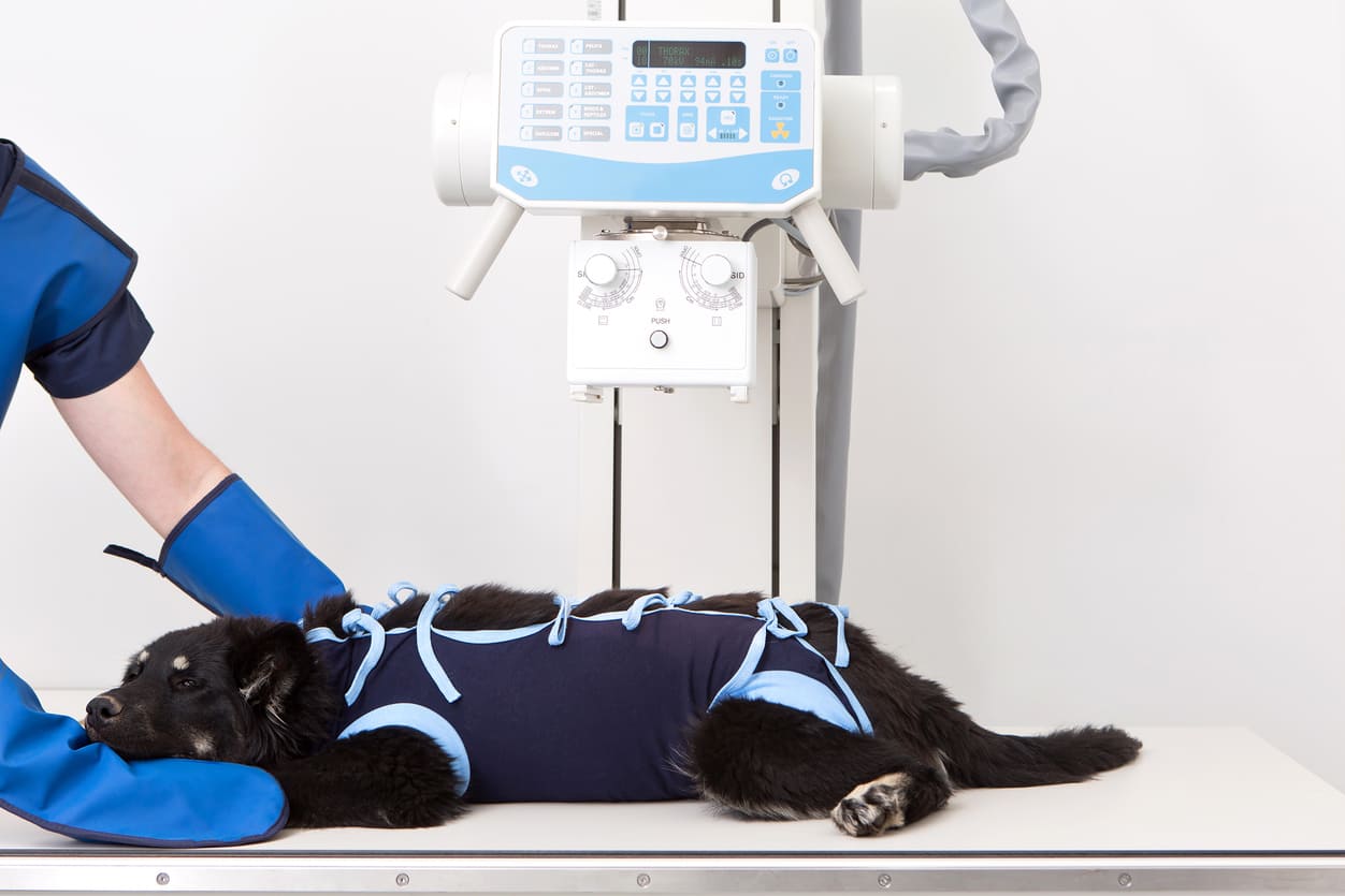 Radioterapia | ONCOLOGIA VETERINARIA